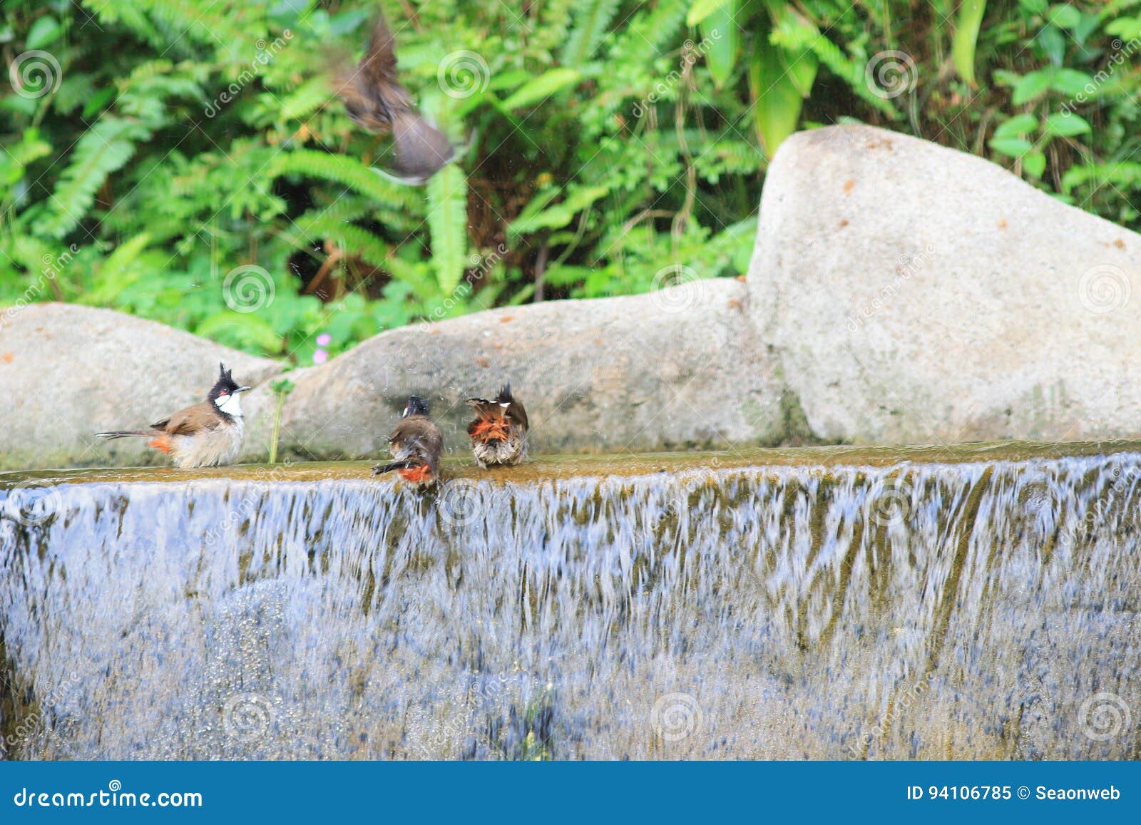 Birds are Enjoying a Wash in a Bird Bath Stock Image - Image of bird ...