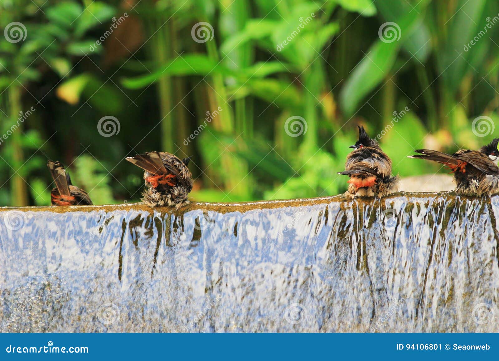 Birds are Enjoying a Wash in a Bird Bath Stock Image - Image of ...