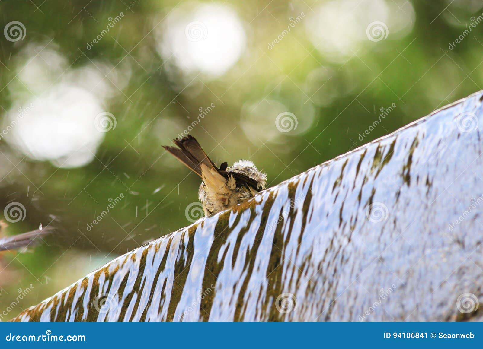 Birds are Enjoying a Wash in a Bird Bath Stock Image - Image of bathing ...