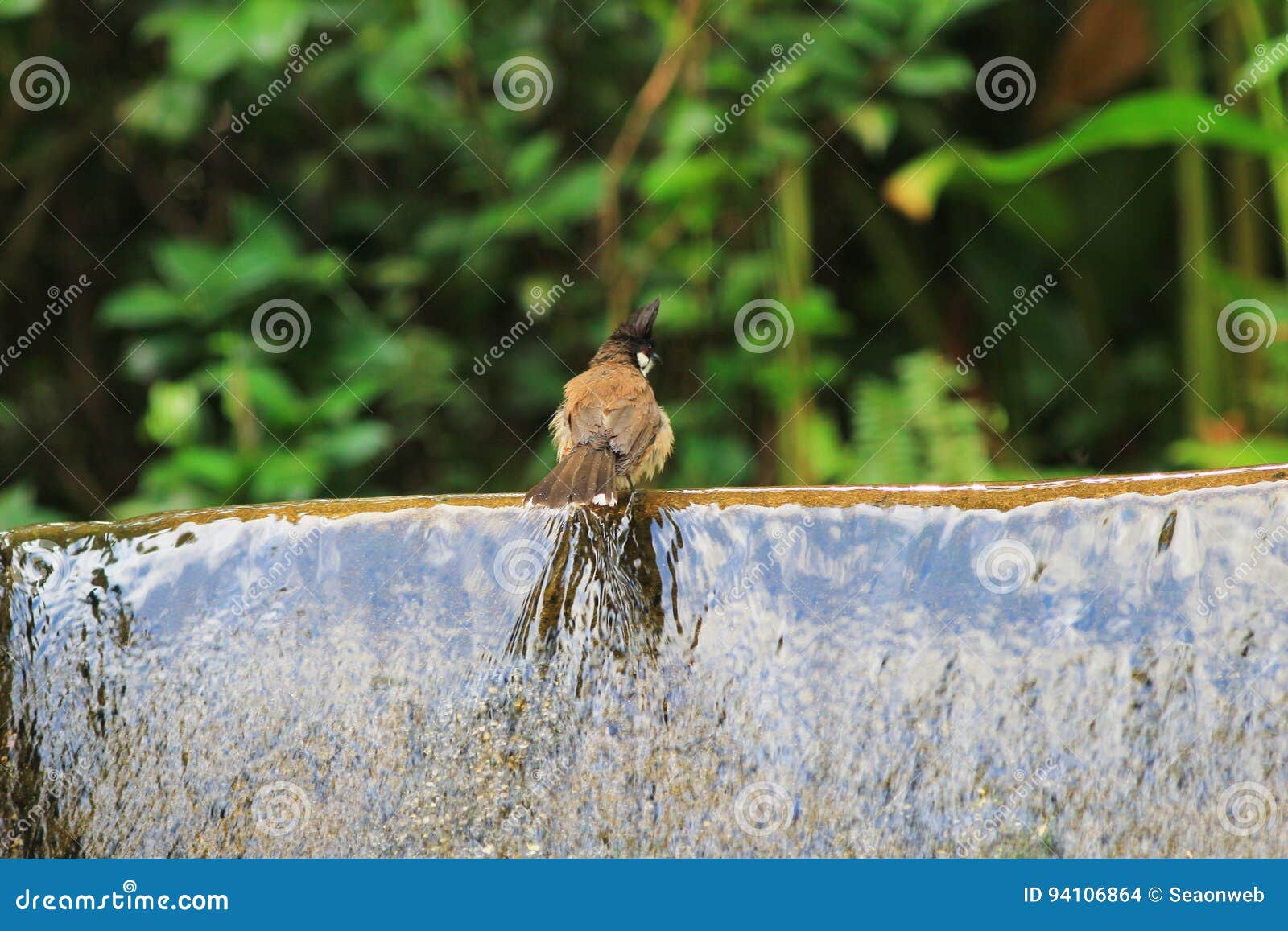 Birds are Enjoying a Wash in a Bird Bath Stock Photo - Image of summer ...