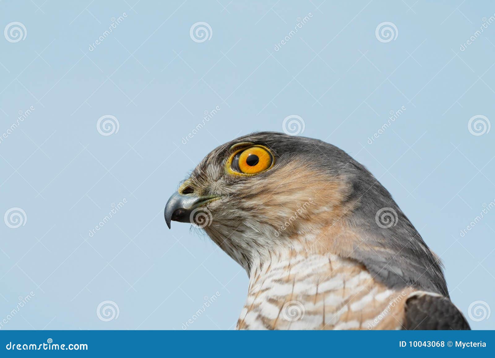 Birds of Europe - Sparrow-hawk Stock Photo - Image of animal, plumage ...