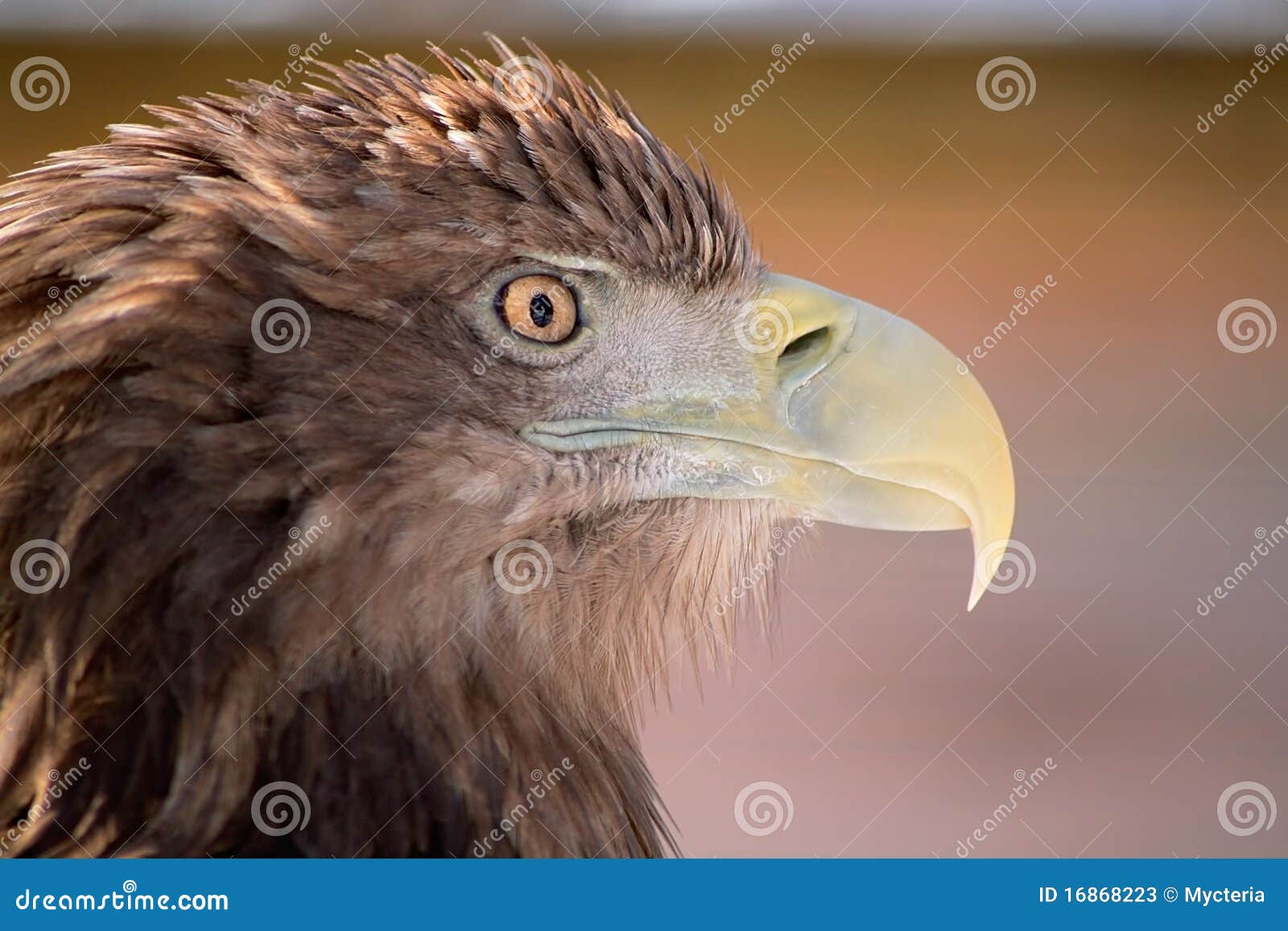 Birds Of Europe And World - Erne Stock Image - Image of background ...