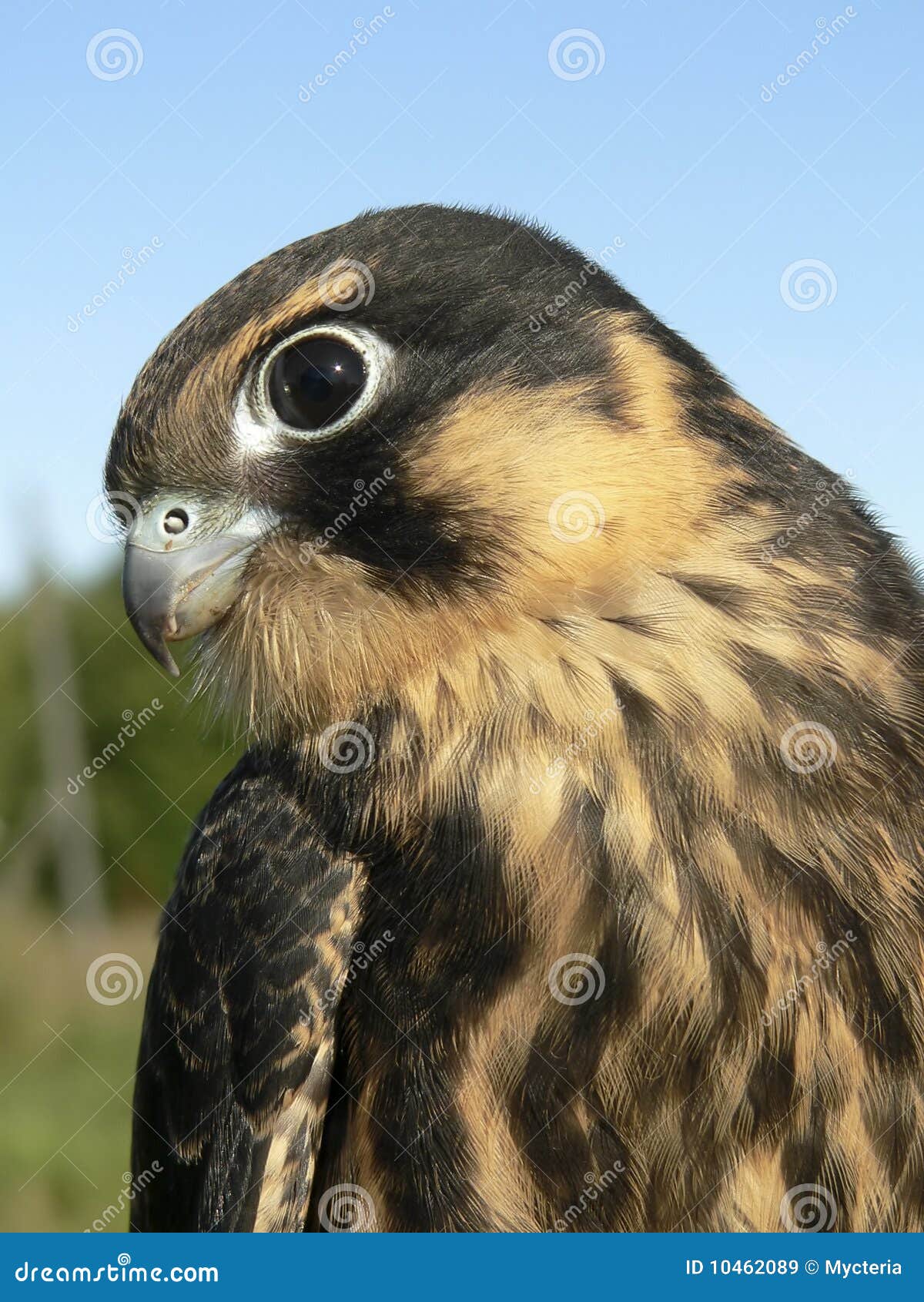 Birds of Europe and World - Hobby Falcon Stock Image - Image of pattern ...