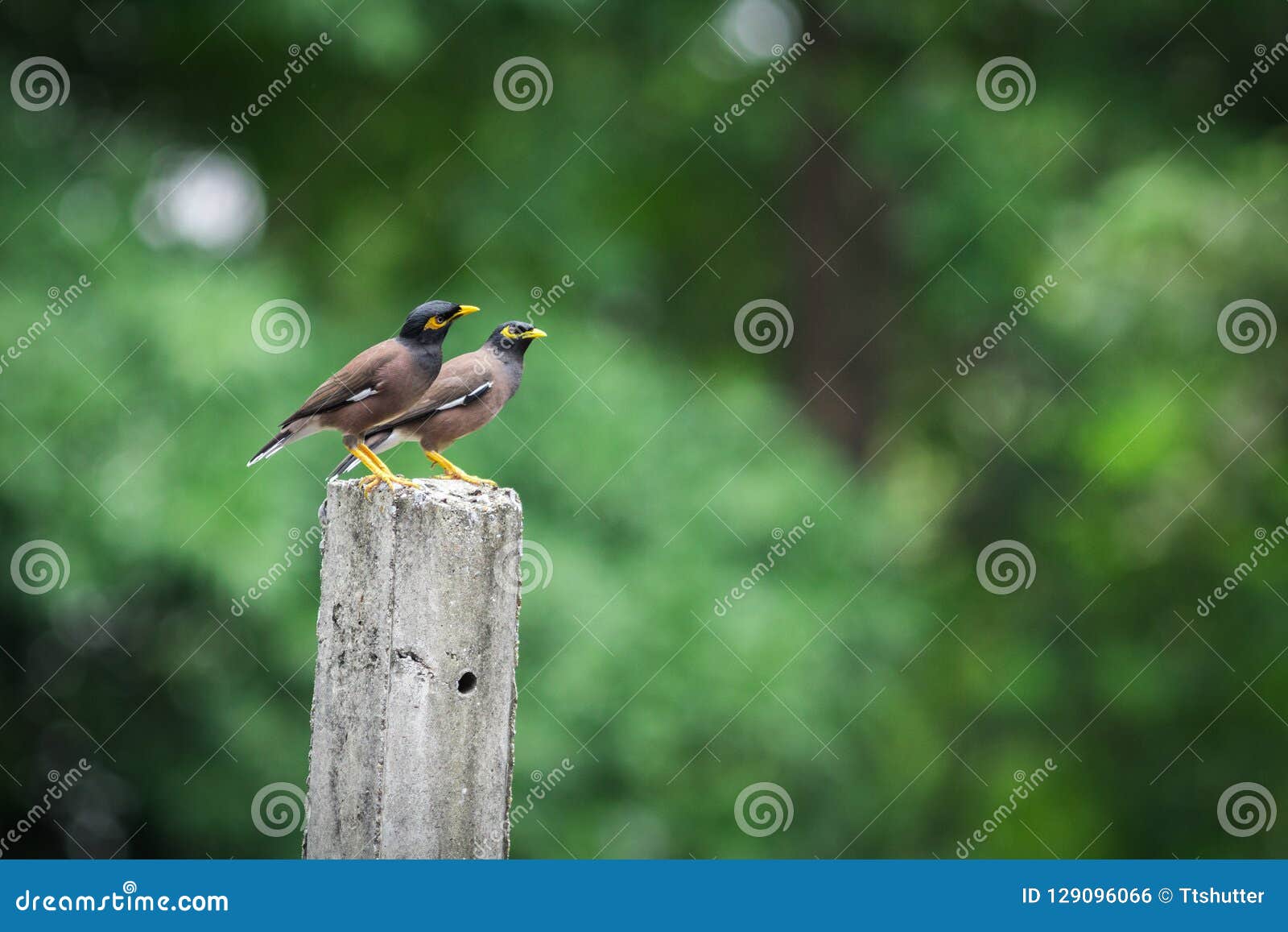 The common Myna. stock photo. Image of beauty, birdwatching - 129096066