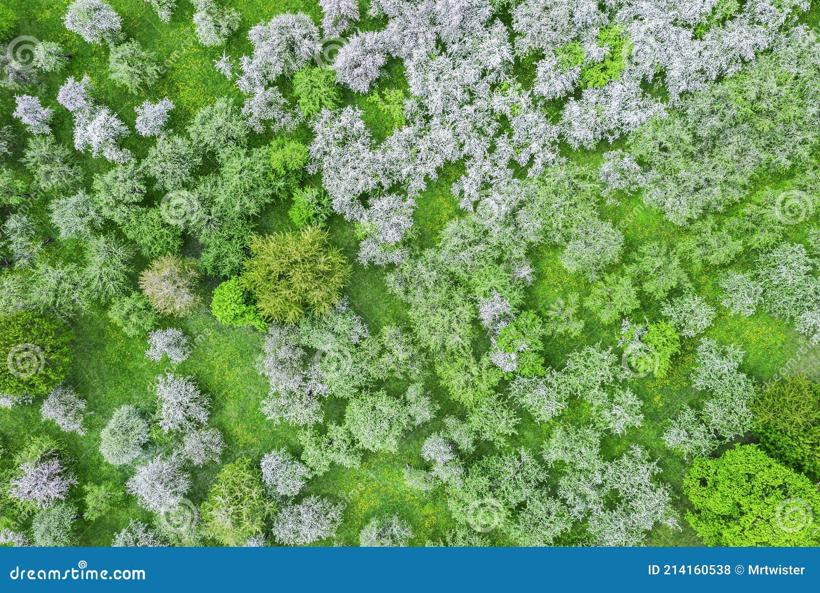 Birds Eye View of Apple Orchard with Trees in Rows Stock Photo - Image ...