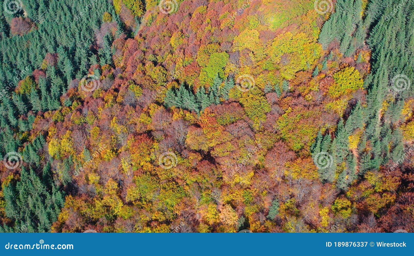 Birds-eye View of Colourful Forest in Autumn Stock Image - Image of ...