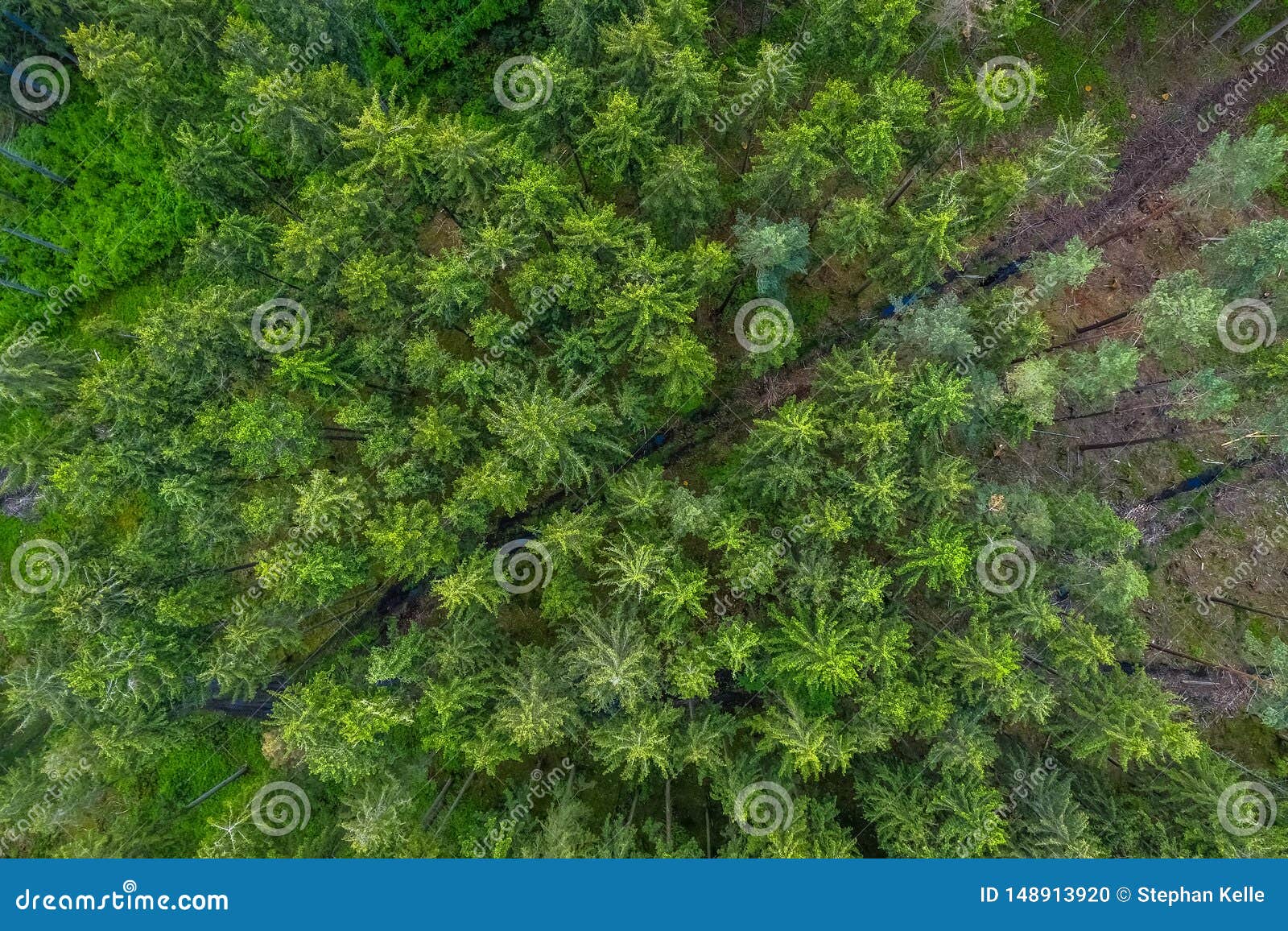 Birds Eye View from the Drone To a Empty Road through the Forest with ...