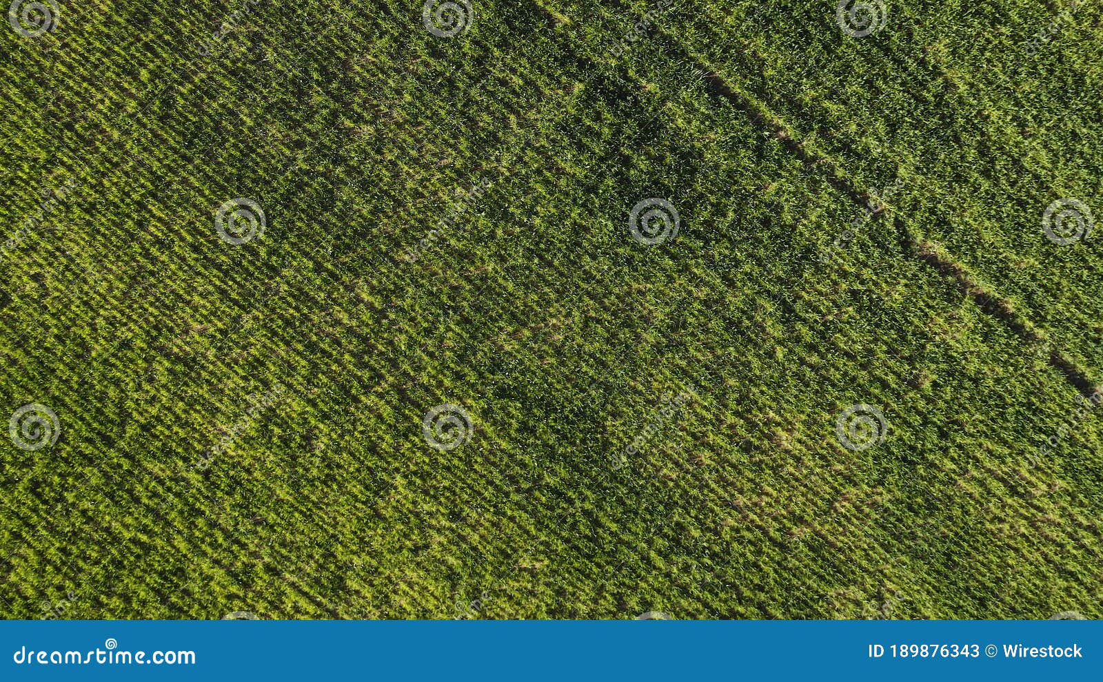 Birds-eye View of Green Field Stock Image - Image of ecology, aerial ...
