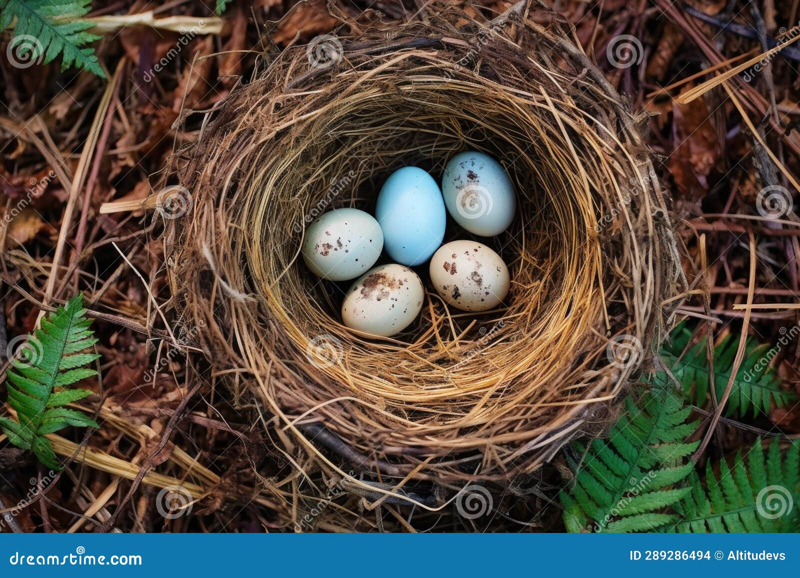 Birds-eye View of Nest with Eggs from Above Stock Photo - Image of life ...