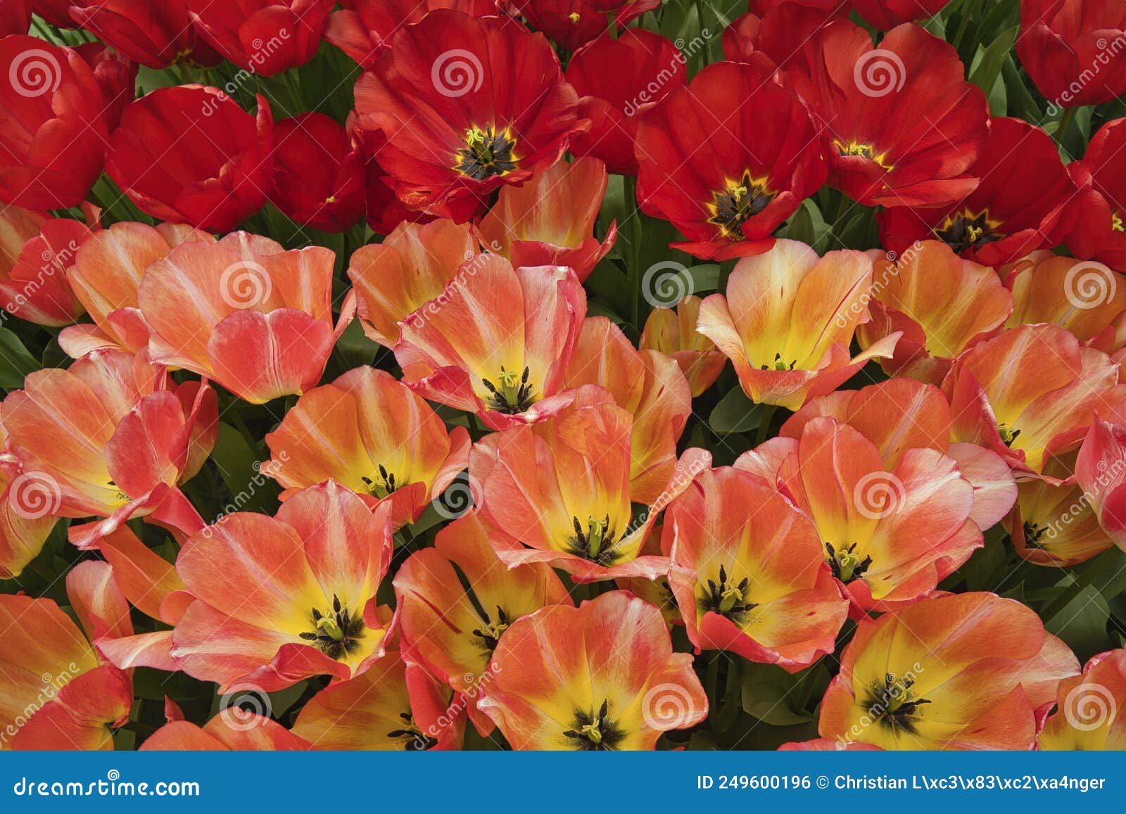 Birds Eye View of Red and Orange Flowers Stock Photo - Image of ...