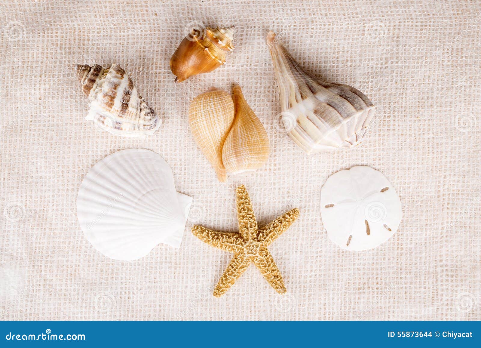 Birds Eye View of Seashells Stock Photo - Image of collection, life ...