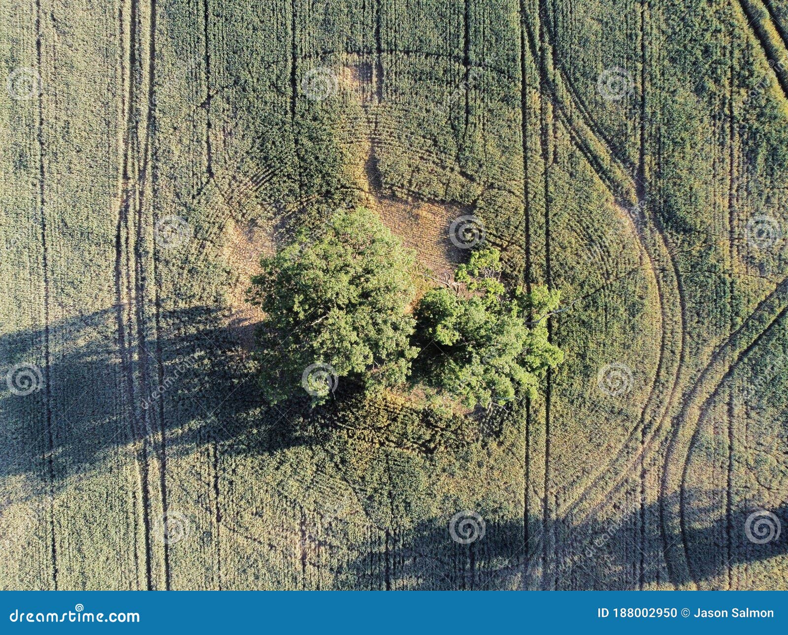 Birds Eye View of a Single Tree Stock Photo - Image of pasture, farming ...