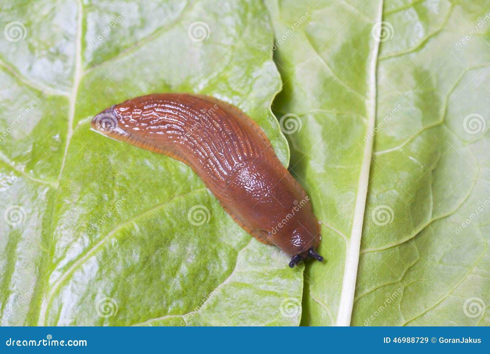 Birds Eye View of Slug on Leaves Stock Image - Image of macro, slow ...