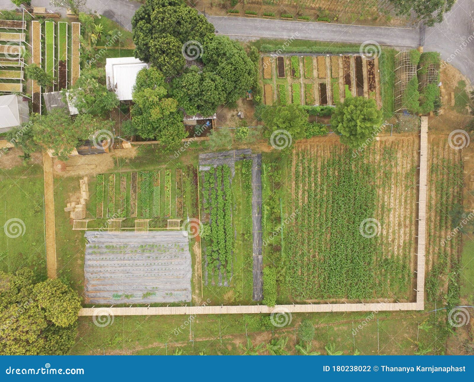 Birds Eye View of the Vegetable Fields Stock Photo - Image of tree ...