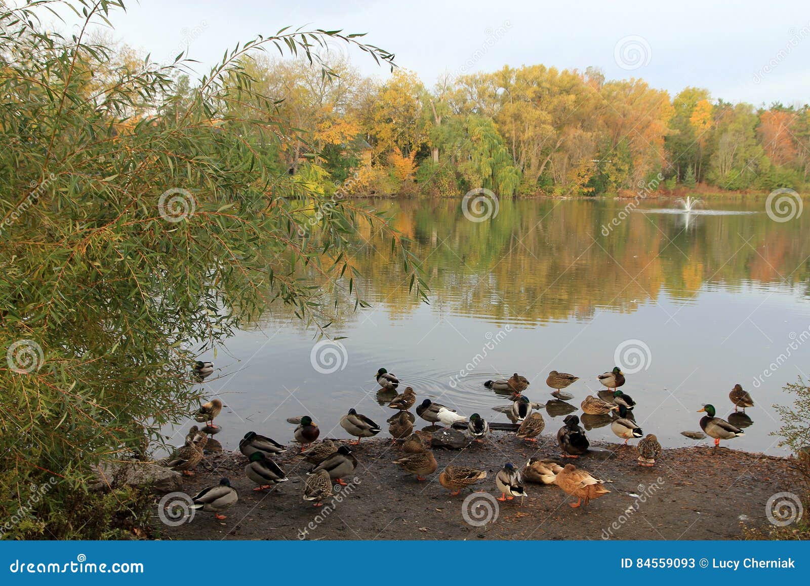 Birds at Fall stock image. Image of beach, water, duck - 84559093