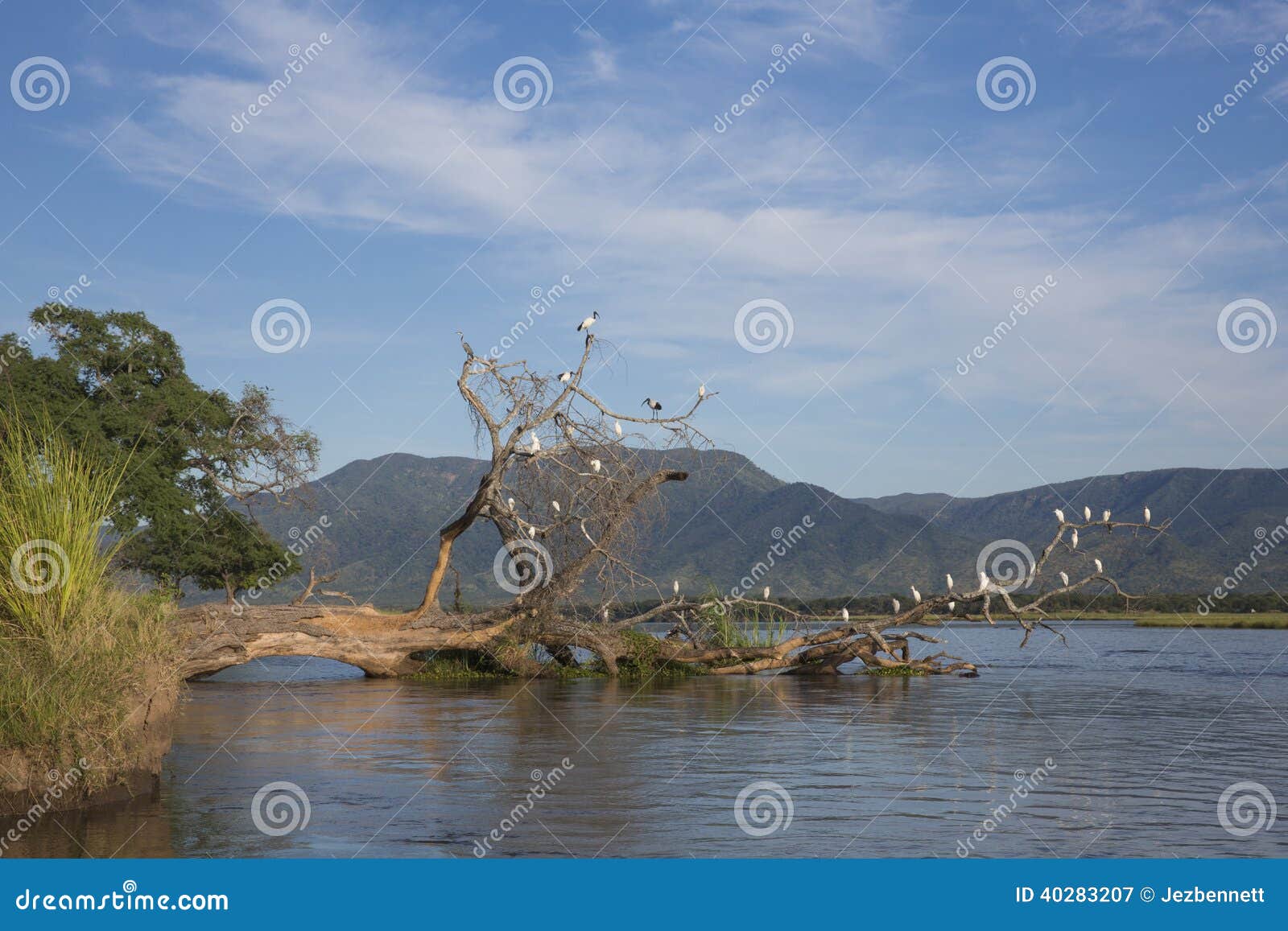 Birds on Fallen Tree in Zambezi River Stock Image - Image of april ...