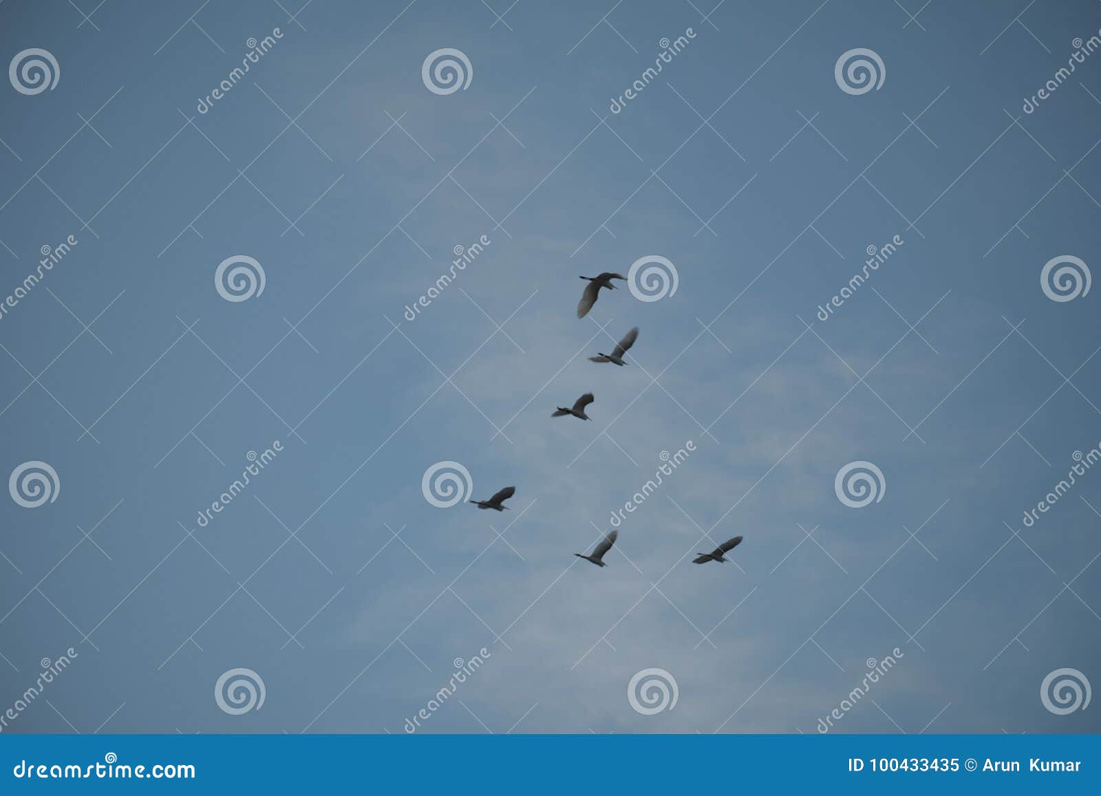 Birds family fly over sky stock image. Image of family - 100433435
