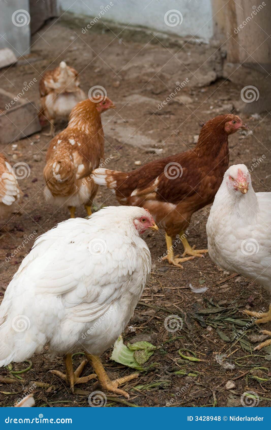Birds On Farm Picture. Image: 3428948