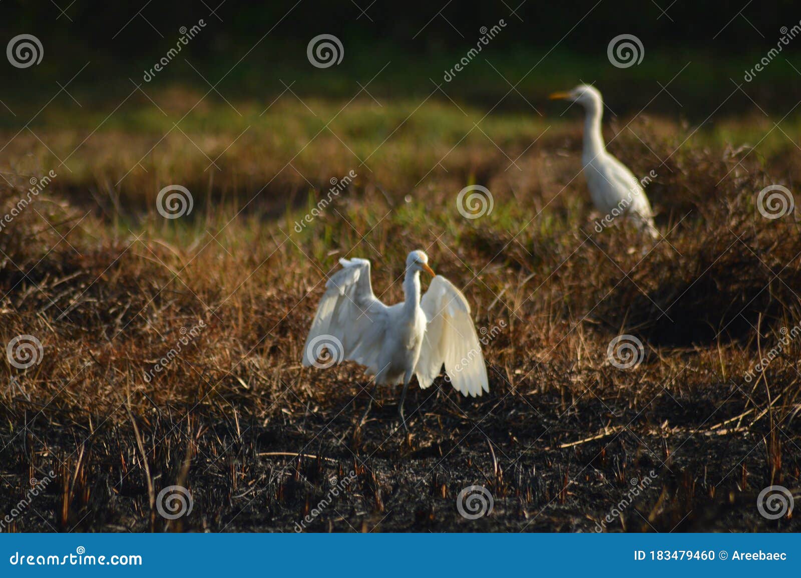 Birds on farm land stock photo. Image of landcbefore - 183479460