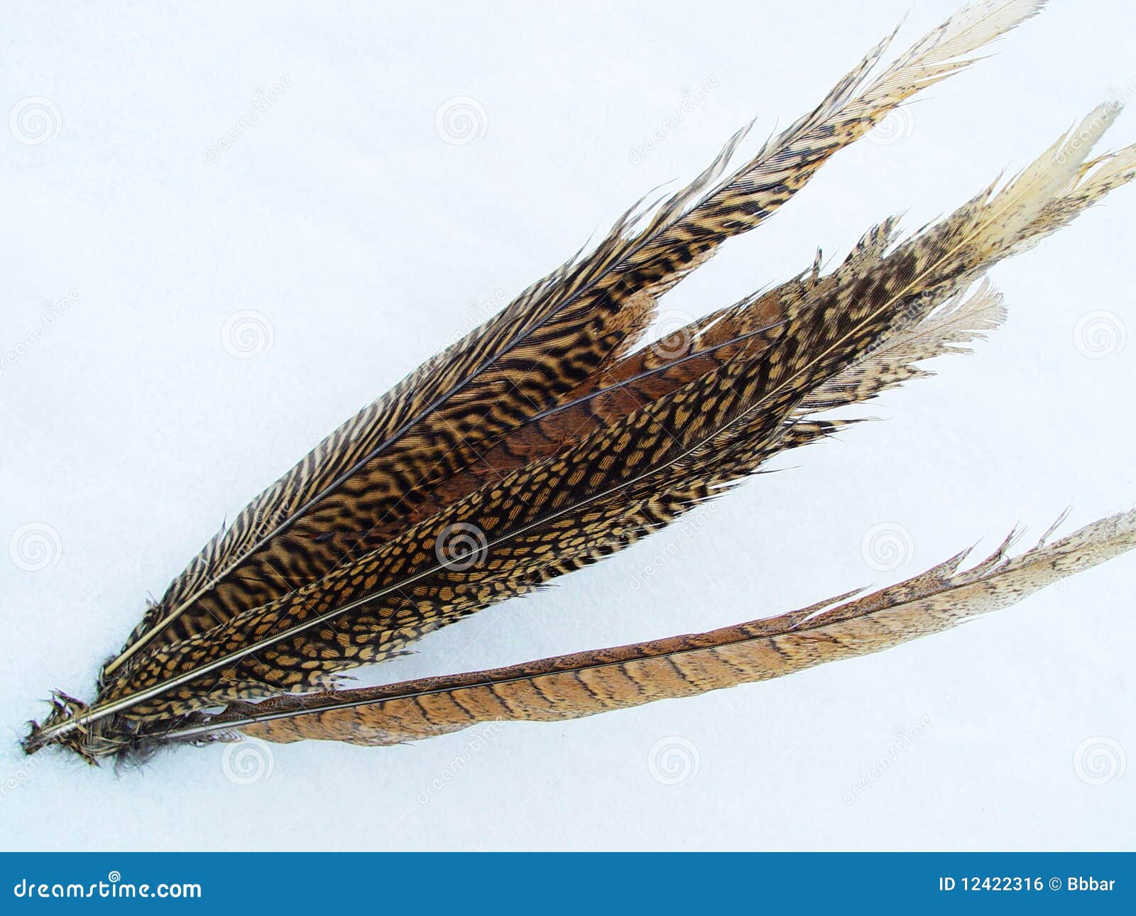 Birds feather stock photo. Image of isolated, white, interesting - 12422316