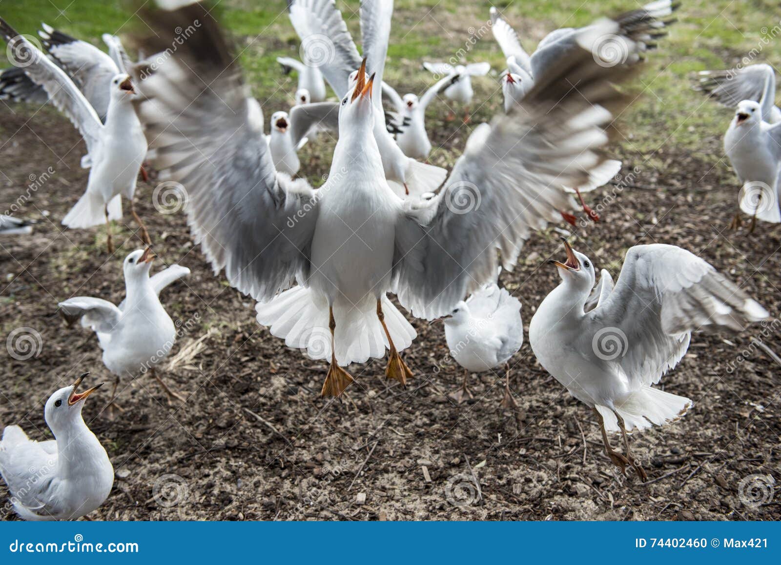 Birds of a feather stock photo. Image of begging, flock - 74402460