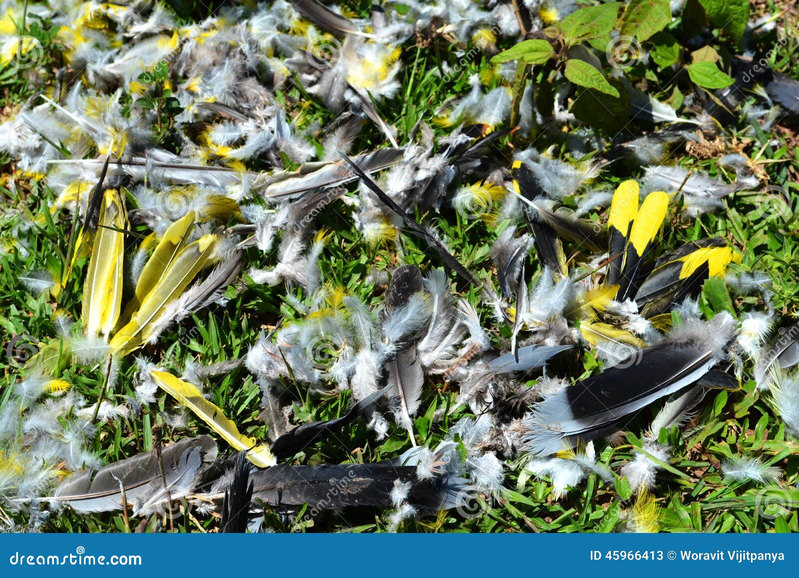 Birds feather hunted stock image. Image of isolated, plate - 45966413