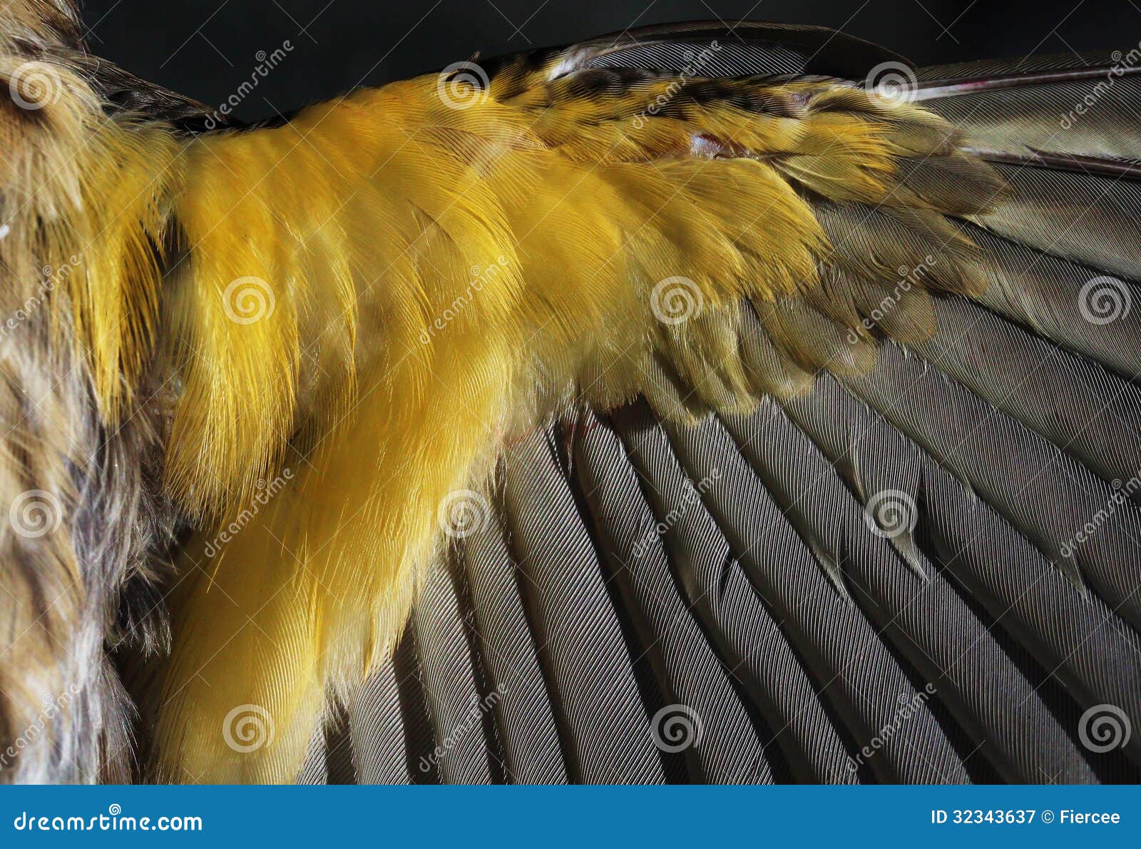 Birds of a Feather stock image. Image of flight, yellow - 32343637