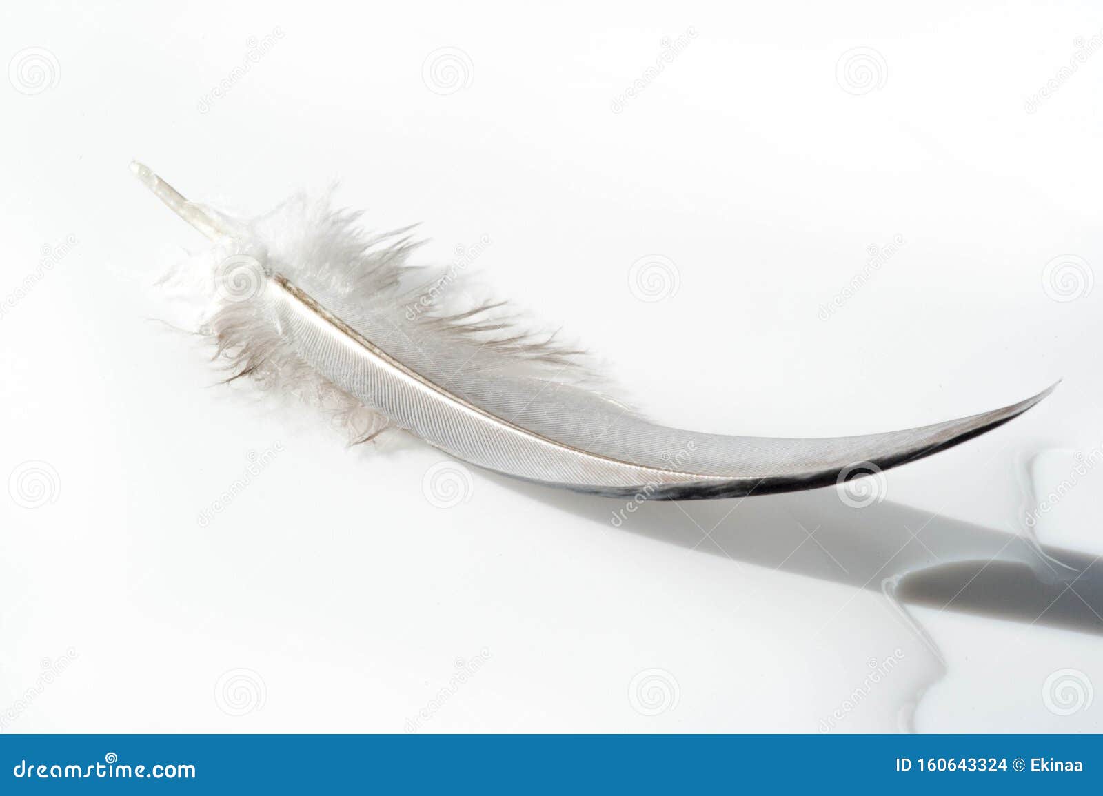 A Birds Feather Pen, Feather, Nib, Plume, Blade, Style Stock Photo ...