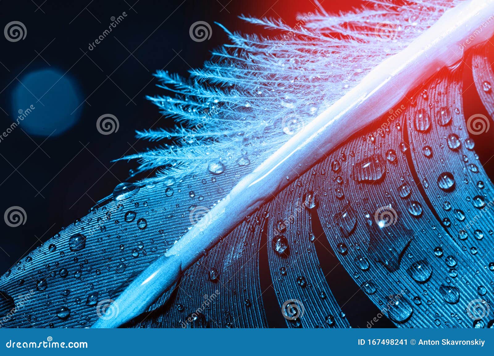 Birds Feather with Water Drops, Close-up. Stock Image - Image of rain ...