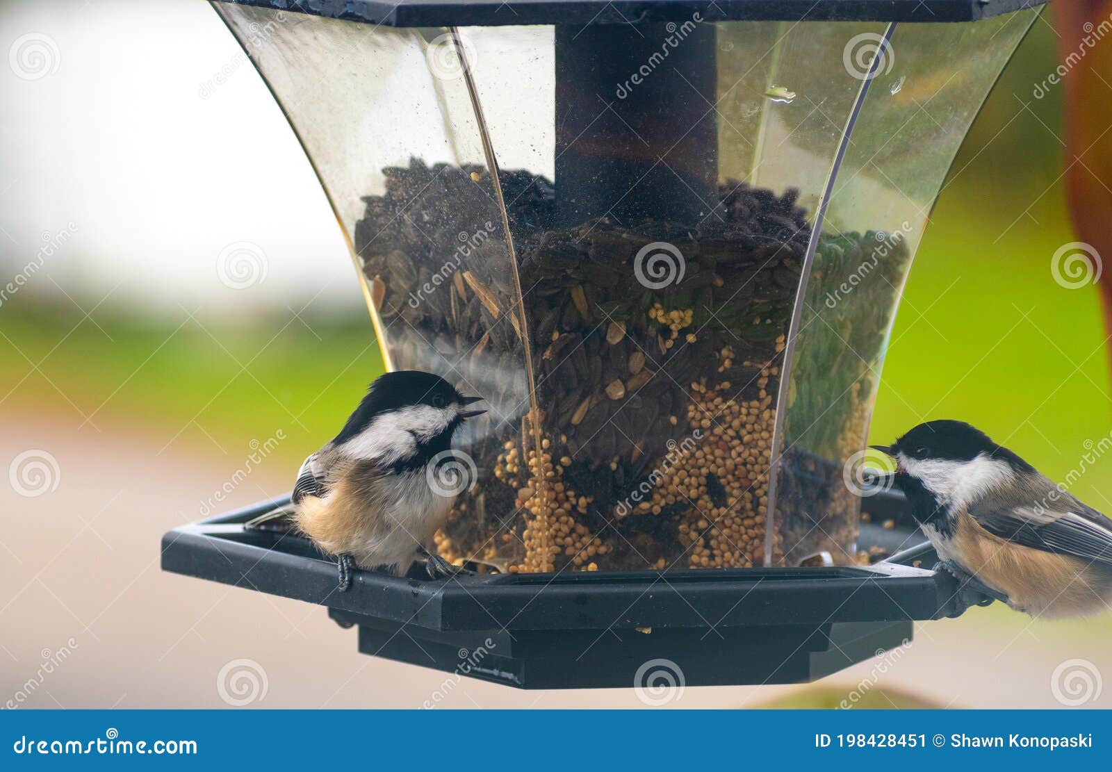 Birds at Feeder on Fall Day Stock Image - Image of watching, seed ...