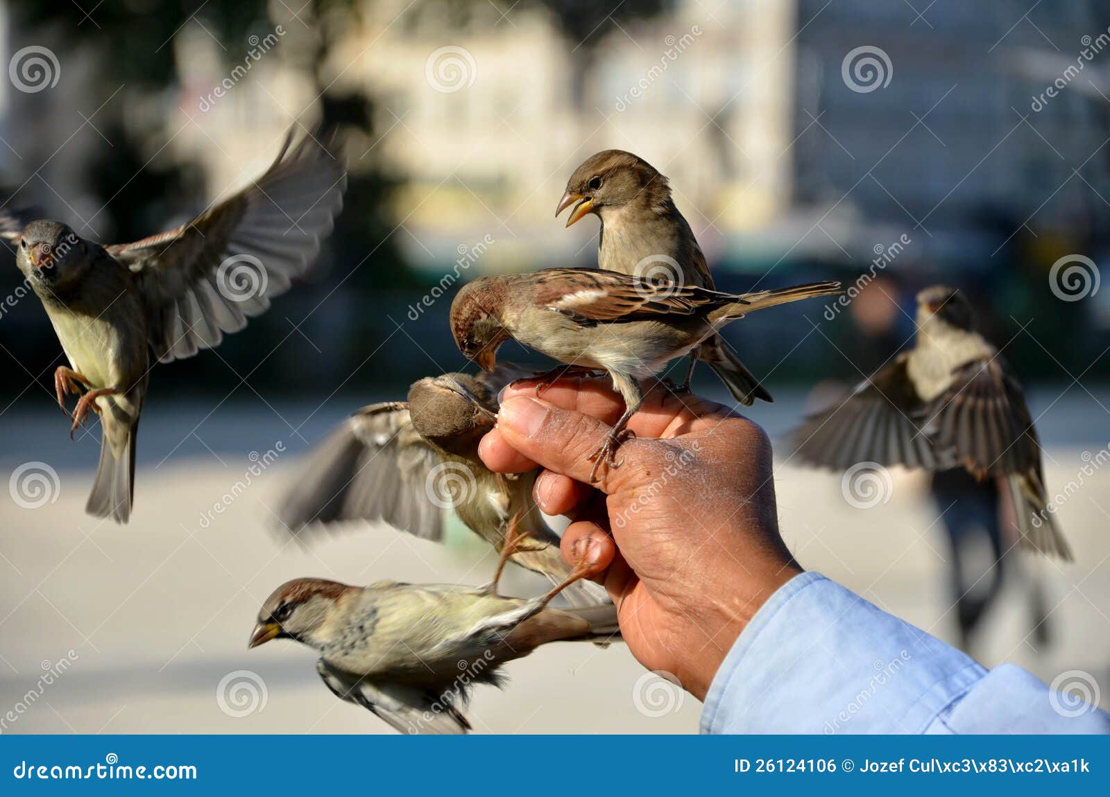 Birds are feeding stock photo. Image of protection, feed - 26124106
