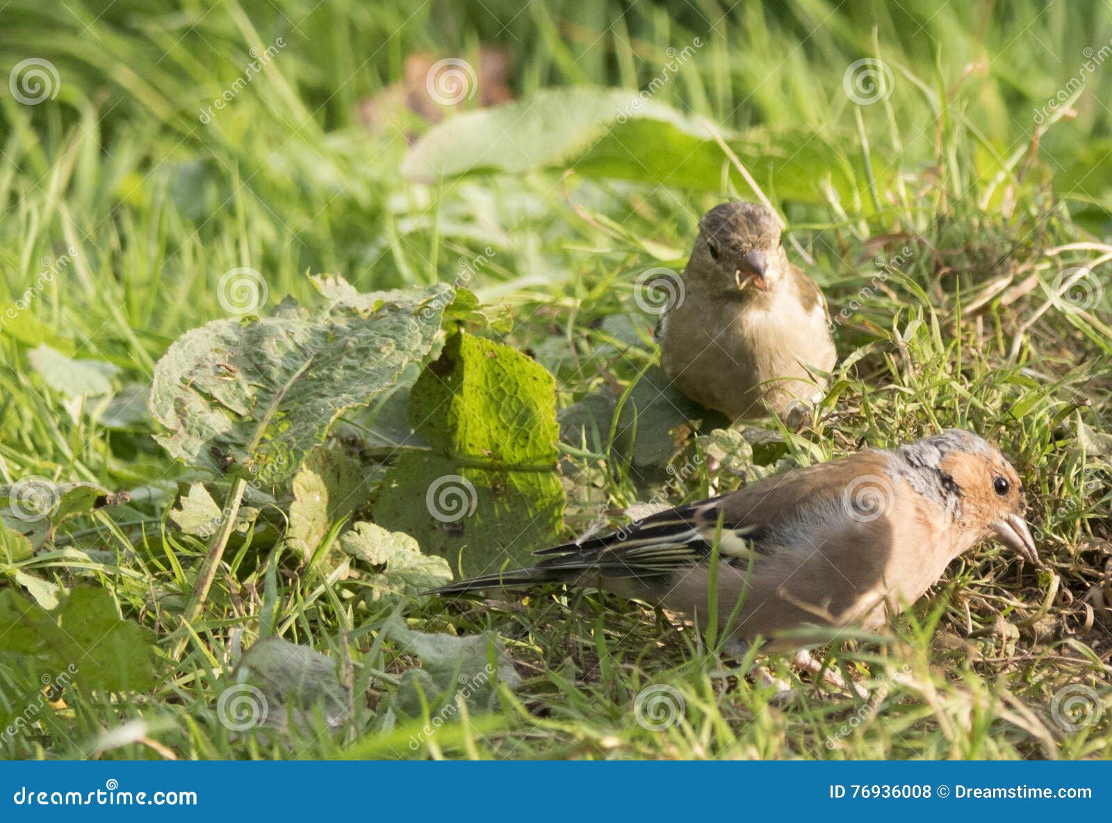Birds feeding stock photo. Image of vertebrate, bird - 76936008