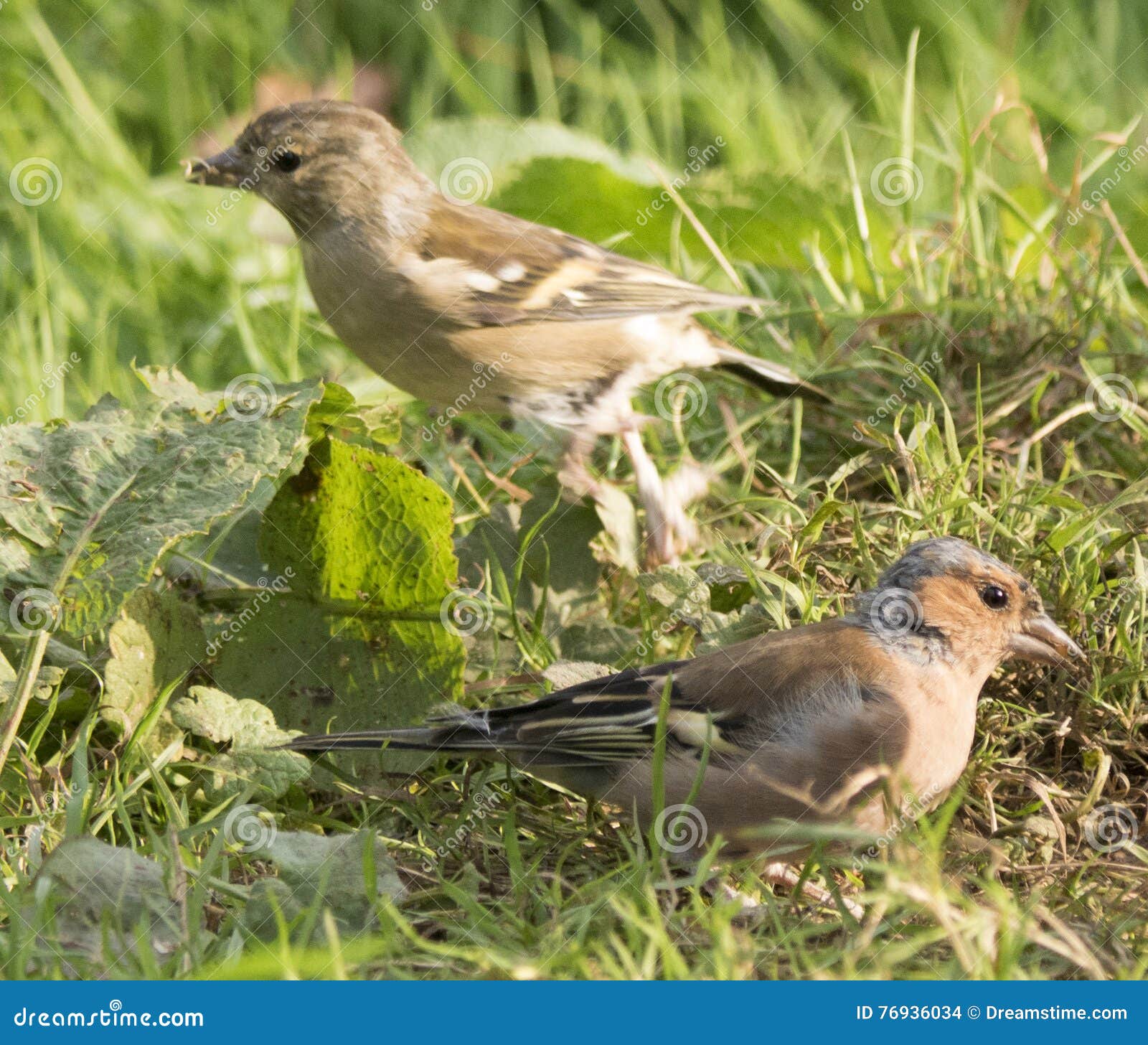 Birds feeding stock photo. Image of lark, wildlife, wild - 76936034