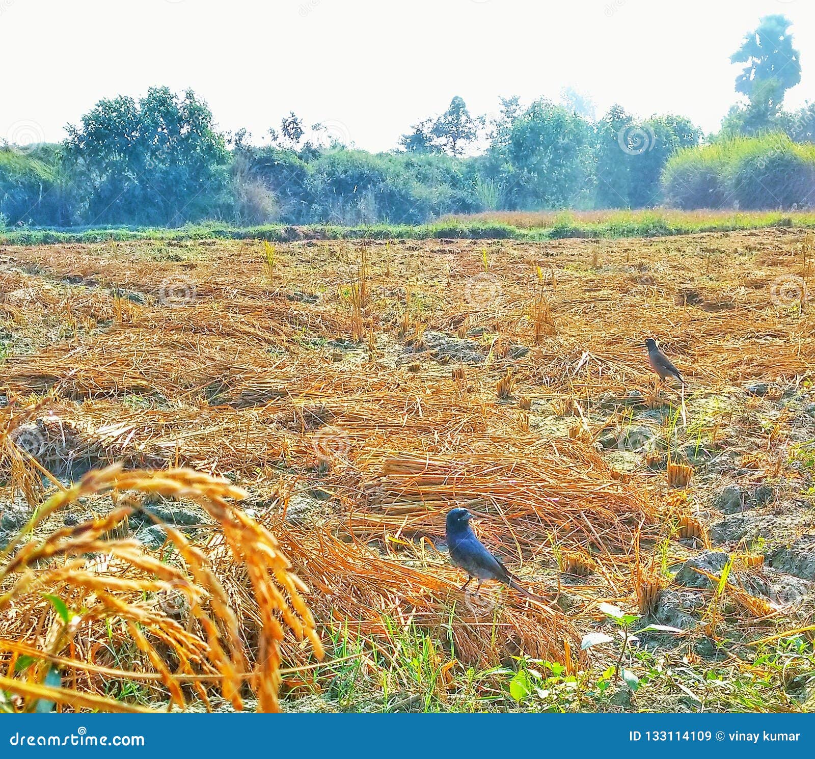 Birds in the paddy ground stock image. Image of birds - 133114109