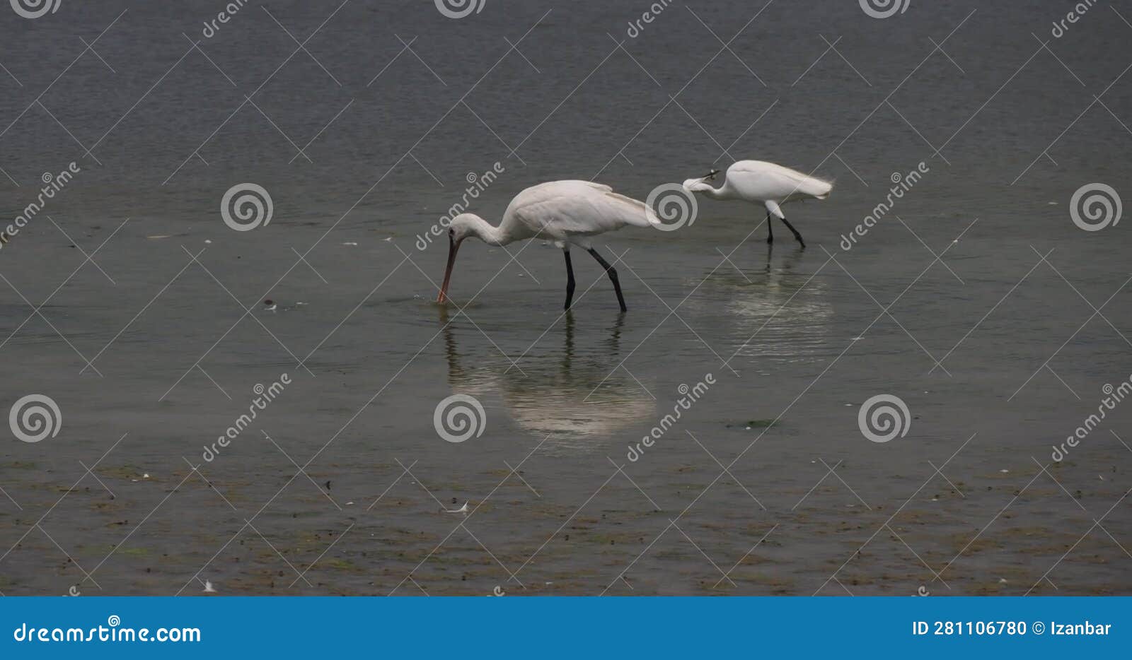 Birds Feeding in Vendicari Sicily Stock Footage - Video of tourism ...