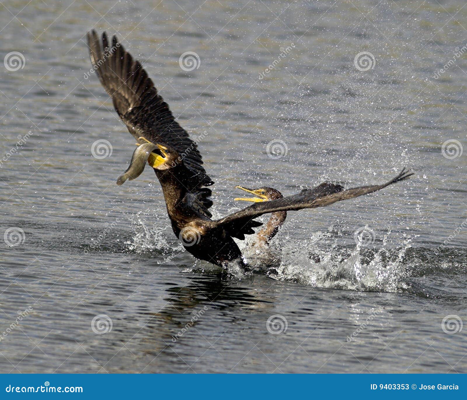 Birds Fight for survival stock image. Image of predators - 9403353