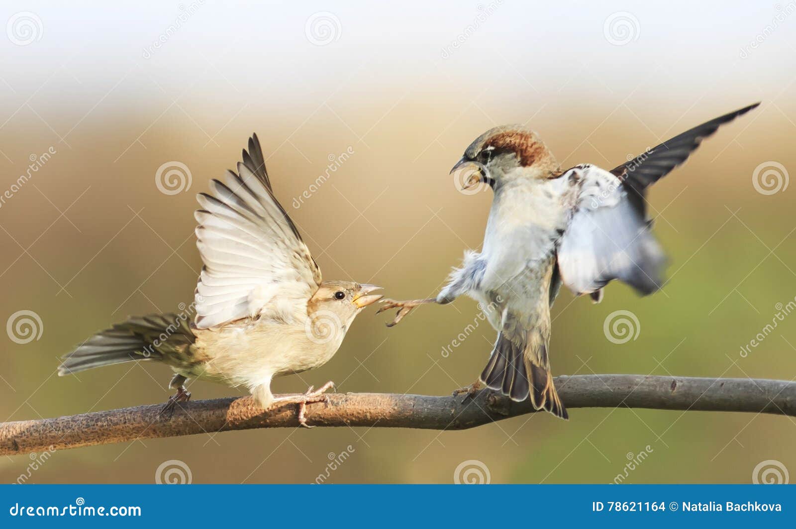 Birds Fighting on a Branch in Autumn Park Stock Photo - Image of birds ...
