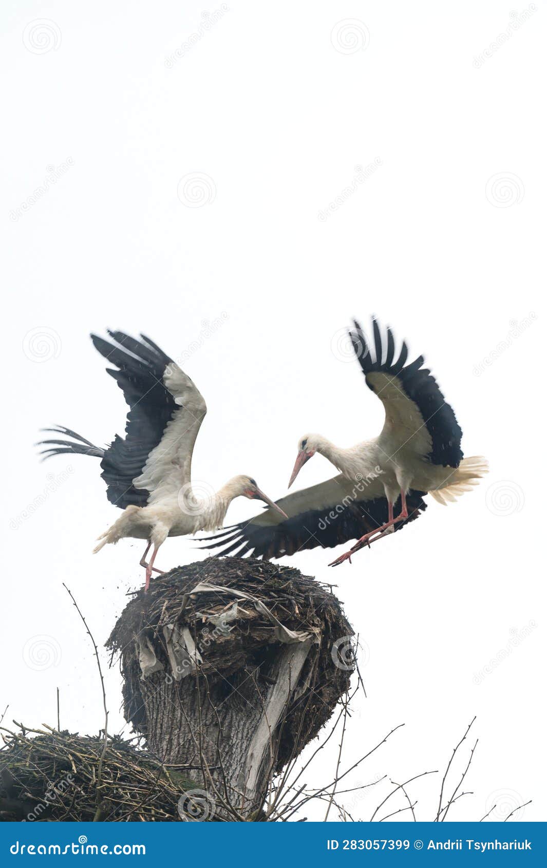Birds Fight for a Nest, Storks Fight for a Free Nest on a Tree. Stock ...