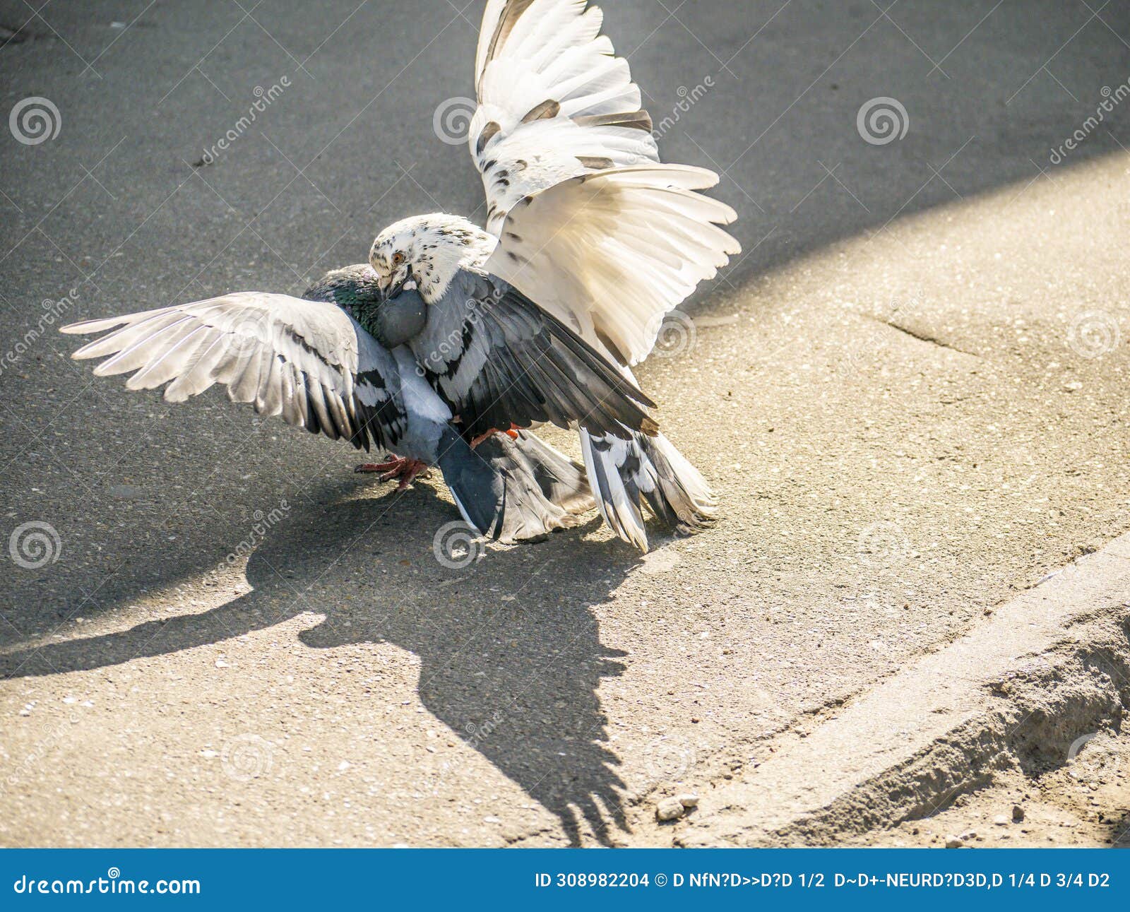 Birds Fighting Over Food on the Street. General Plan Stock Photo ...