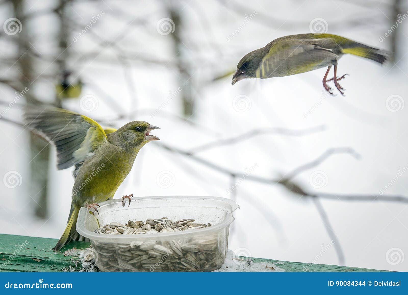 Birds Fighting Over Sunflower Seeds Stock Photo - Image of agressive ...