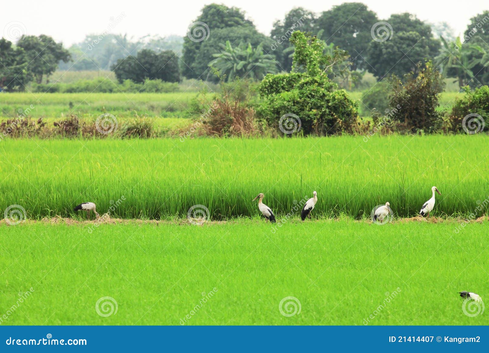 Birds find food stock image. Image of foot, park, beautiful - 21414407