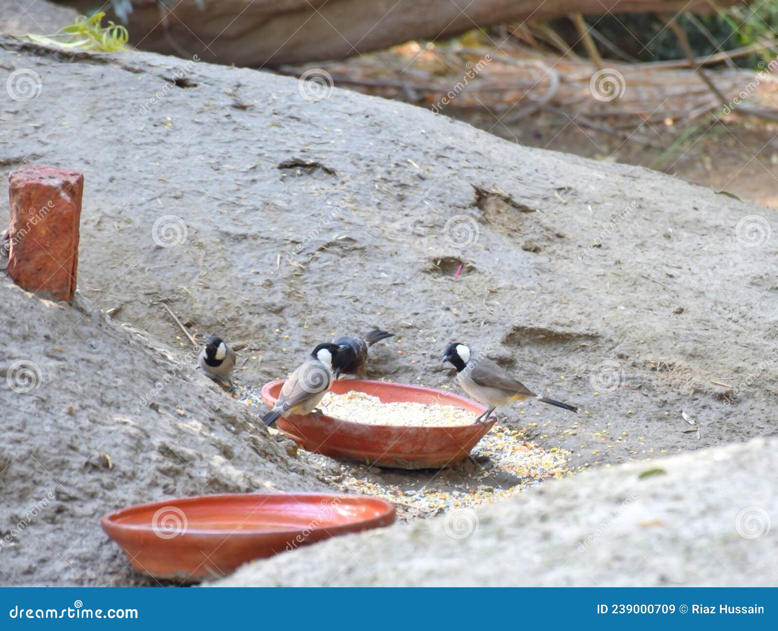 Birds are Finding Food on Wild Stock Image - Image of beak, insect ...