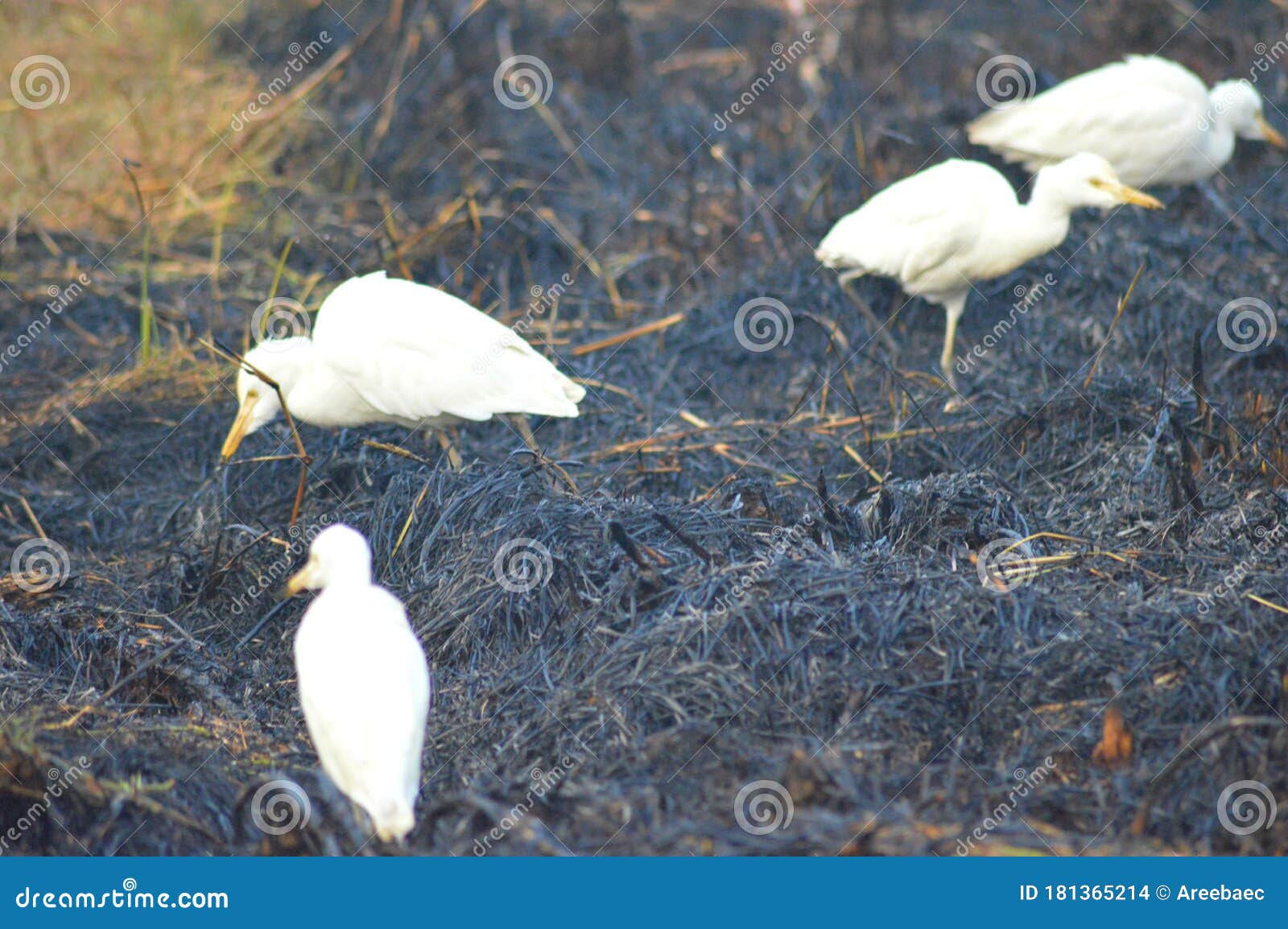 Birds on fired paddy field stock photo. Image of animal - 181365214