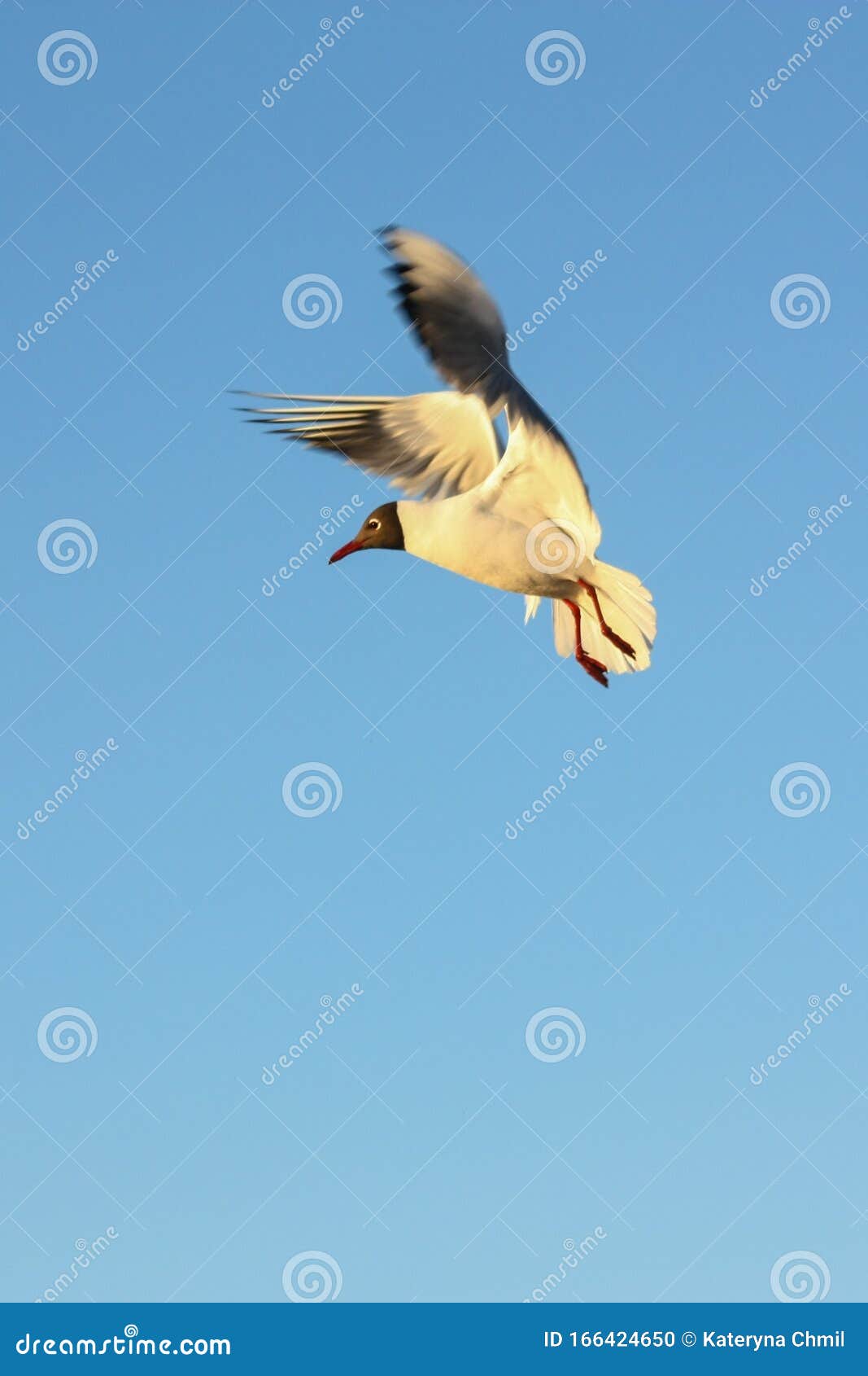 Birds Flew on the Melting River Stock Photo - Image of outdoor ...
