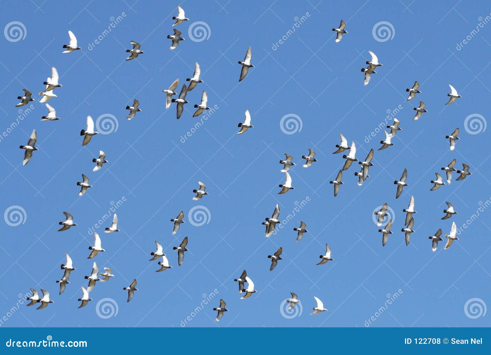 Birds in flight stock photo. Image of pigeon, wings, blue - 122708