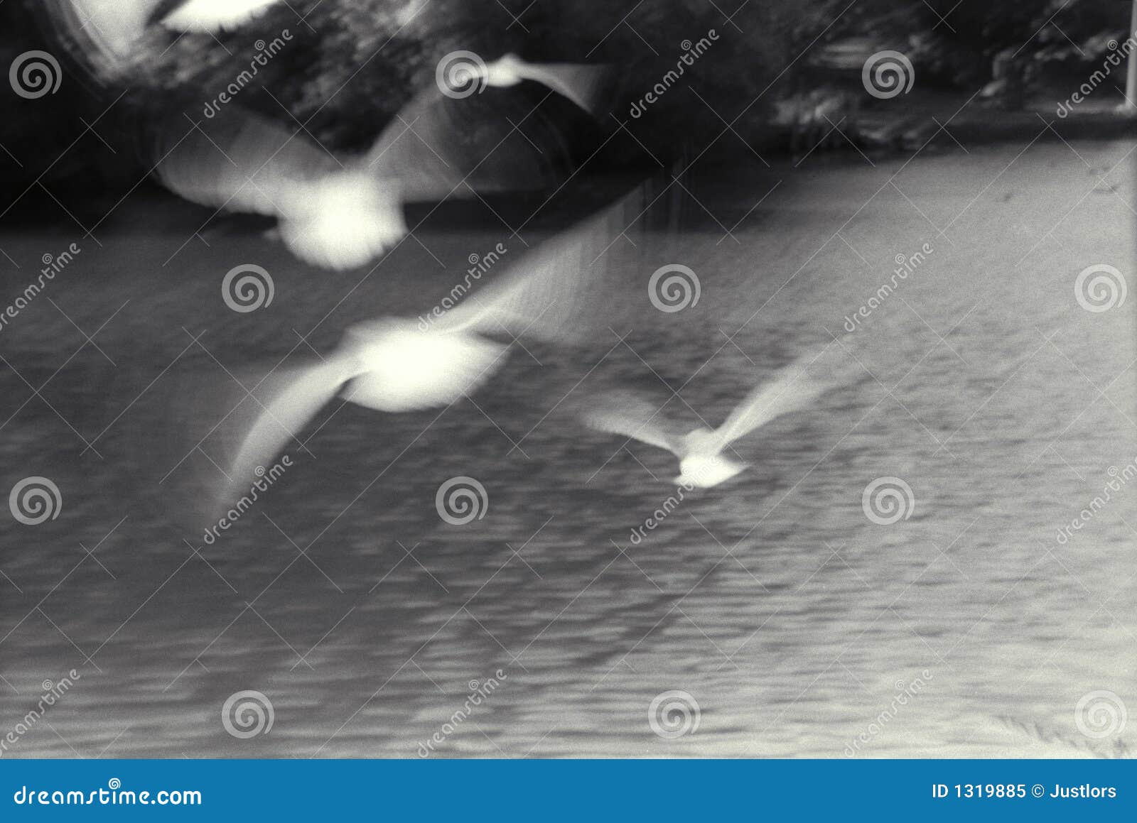 Birds in flight stock image. Image of motion, wings, flight - 1319885