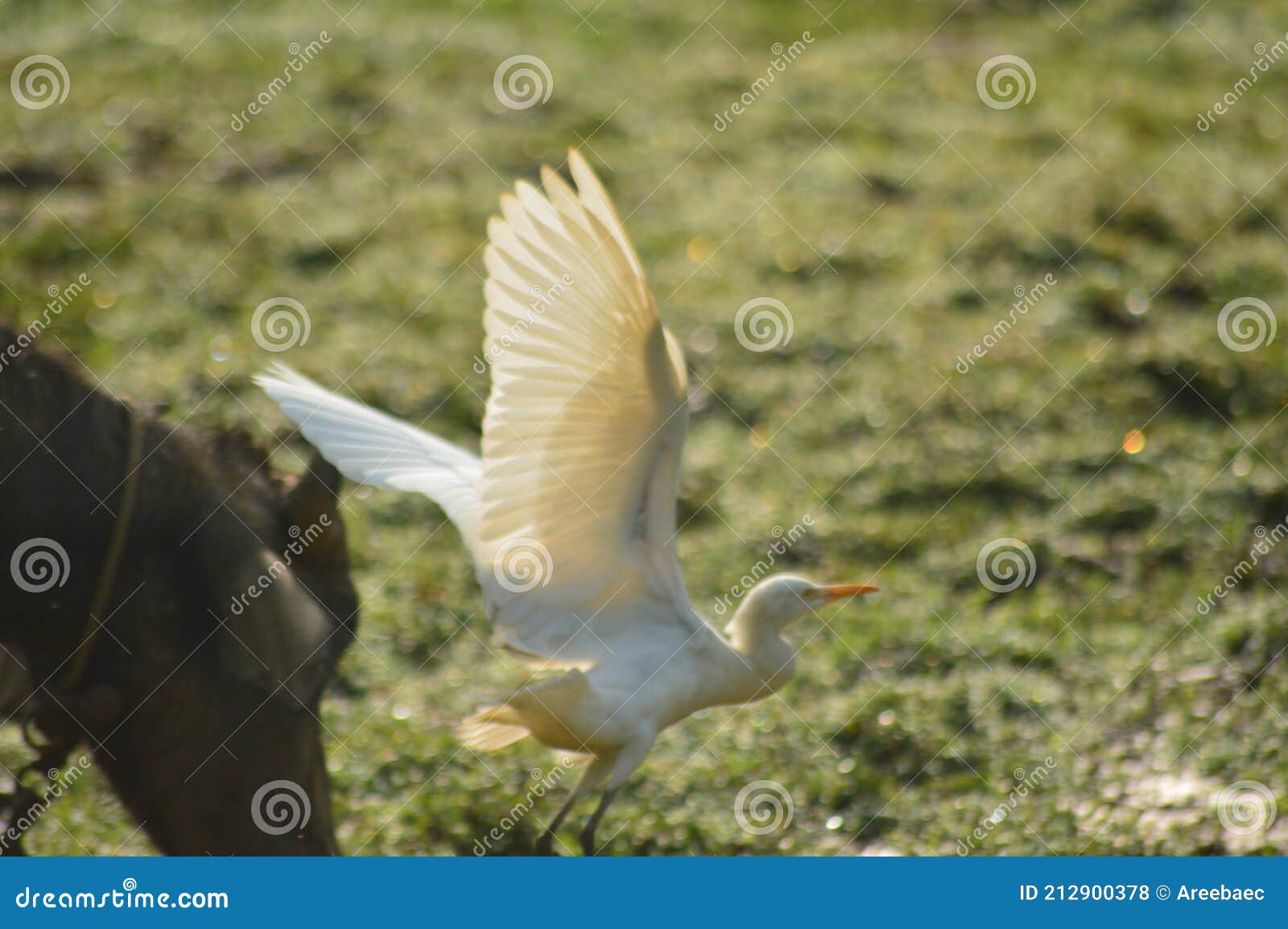 Birds on flight stock photo. Image of flight, waterbird - 212900378