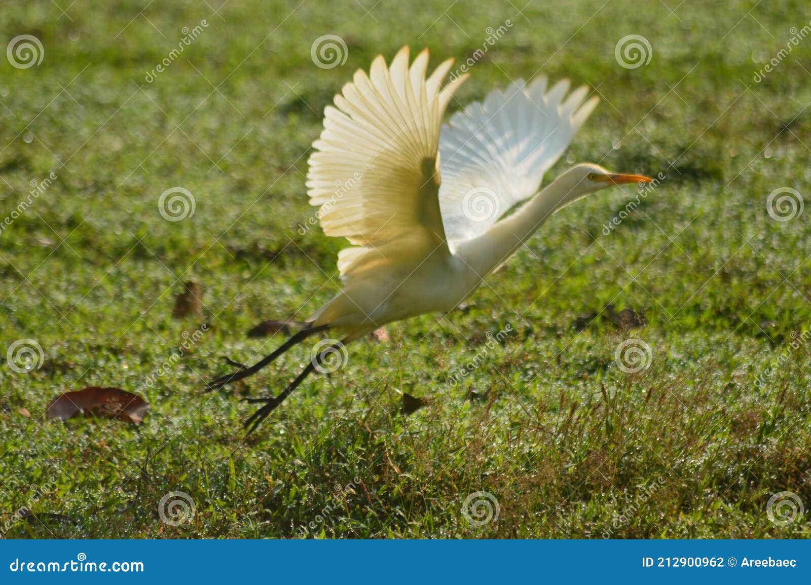 Birds on flight stock photo. Image of wildlife, animal - 212900962
