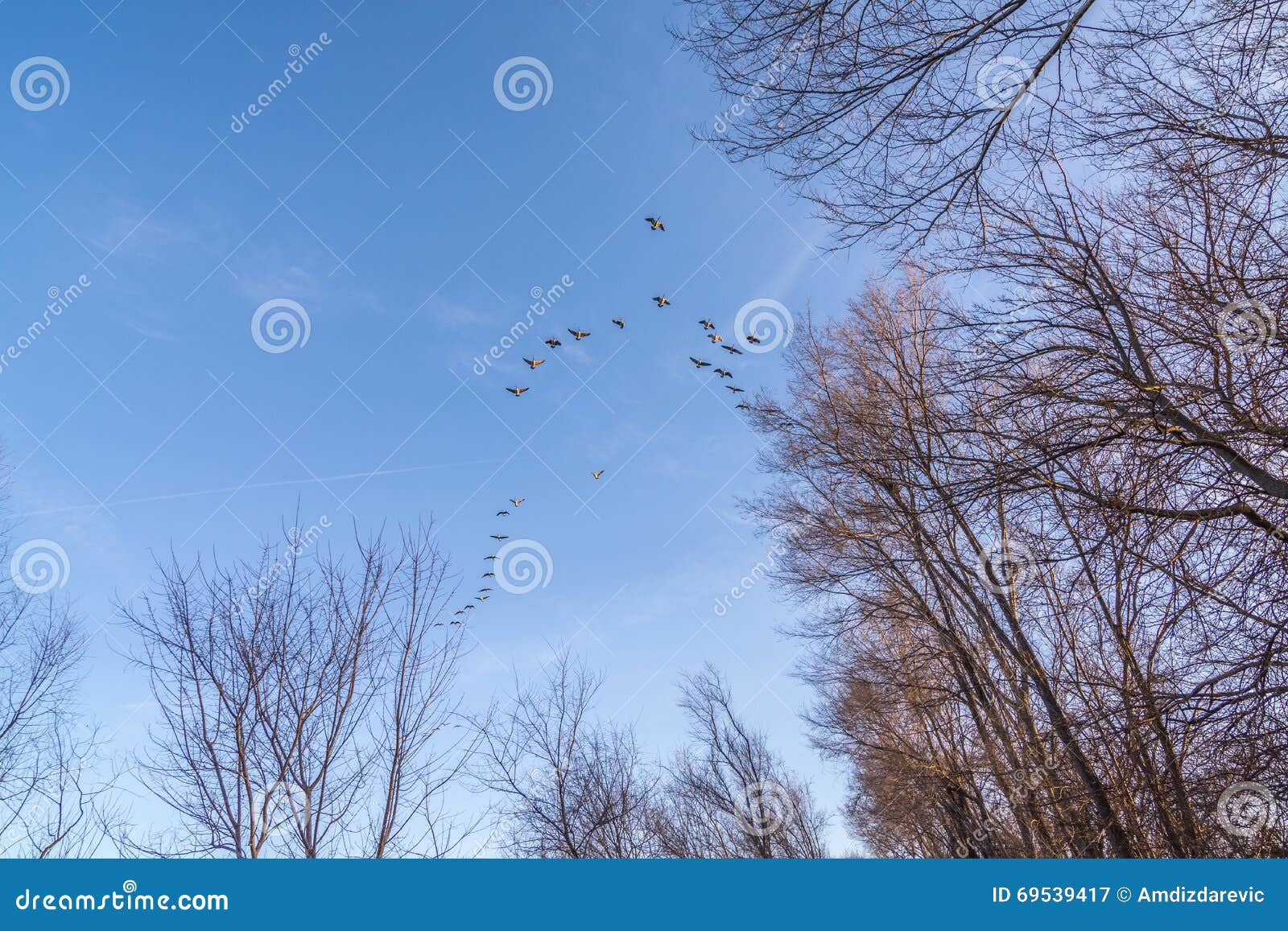 Birds in Flight stock image. Image of birds, autumn, captured - 69539417
