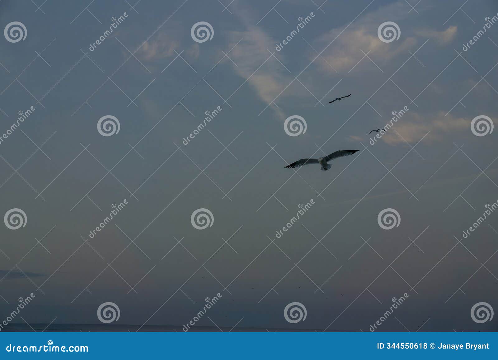 Birds in Flight stock photo. Image of dusk, beach, ocean - 344550618